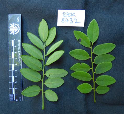 Dalbergia Louvelii Care Propagation And Tips Viriar Viriar