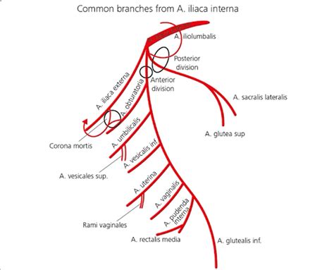 Branches Of Internal Iliac Artery