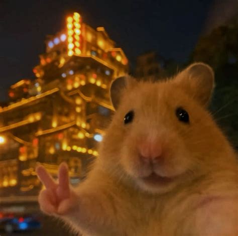 Hamster Reaction Pictures Hamster Icons Funny Hamster Funny Pfp
