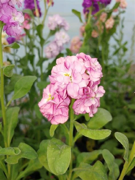 Stock Matthiola Quartet Fantasy Arcana Gardens And Greenhouses