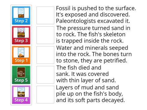 Fossilization Match Up