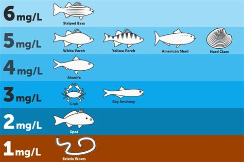 Dissolved Oxygen Understanding Its Importance In Water Quality Sensor One Stop The Best