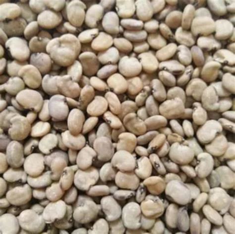 Hybrid Cluster Bean Seeds At ₹ 100kg Agriculture Seeds In Guwahati