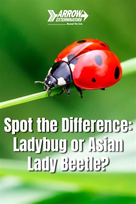 Spot The Difference How To Tell Ladybugs And Asian Lady Beetles Apart