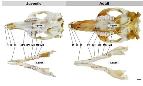 These Marsupials Are Rewriting The Story Of Dental Evolution Monash Lens