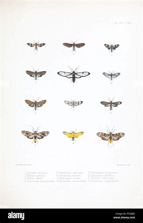 Illustrations Of Typical Specimens Of Lepidoptera Heterocera Pl Xvi
