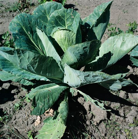Roselyne Titaud Ils Ne Sexpriment Que Par Leurs Poses Lassaut De La Menuiserie
