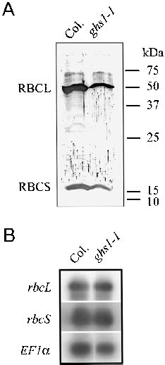 Detection Of Transcripts And Translation Products Of Rbcl And Rbcs In