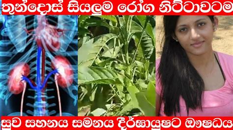ඕනෑම රෝගයක් සුව කරන දේසීය ඖෂධ පාවට්ටා ශාකය ඉක්මන්වගා Youtube