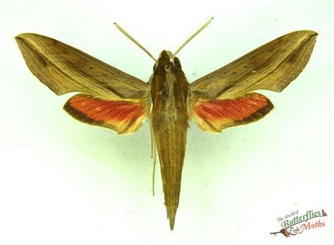 Hippotion Rosetta Thailand World Of Butterflies And Moths