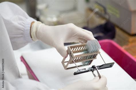 Medical Scientists Are Staining Pathological Slides For Pathologists To