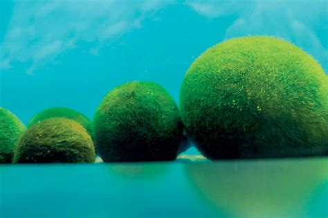 Global Warming Affects Marimo Algae Robinage