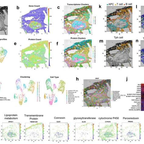 Integrated Spatial And Single Cell Profiling Of A Human Skin Biopsy