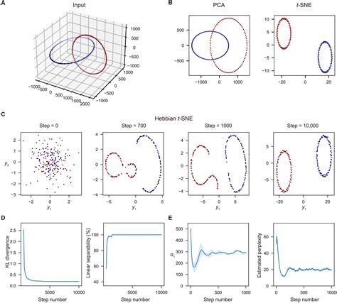 A Biological Model Of Nonlinear Dimensionality Reduction Science Advances
