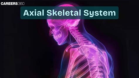 Axial Skeleton System Definition Bones Function Description