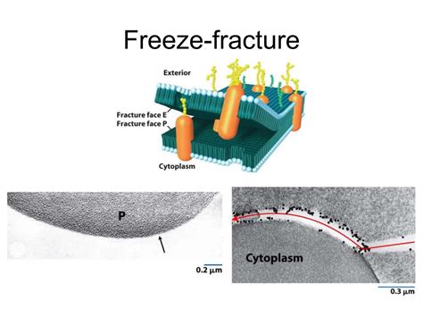 Lecture 2 Pm Cellular Membranesstructureppt