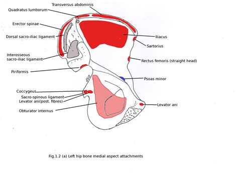Anterior Inferior Iliac Spine Muscle Attachment