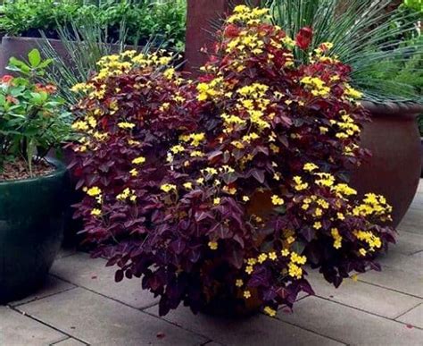 Кислица комнатная фиолетовая уход в домашних условиях пересадка и размножение Jardim De