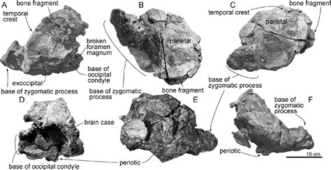 A New Specimen Of Cf Isanacetus Laticephalus Baleen Whale From The Oi Formation Ichishi