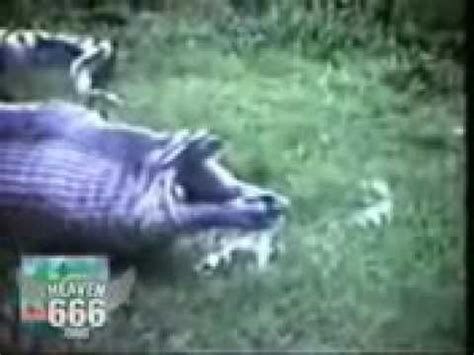 Anaconda Vs Hippo Youtube