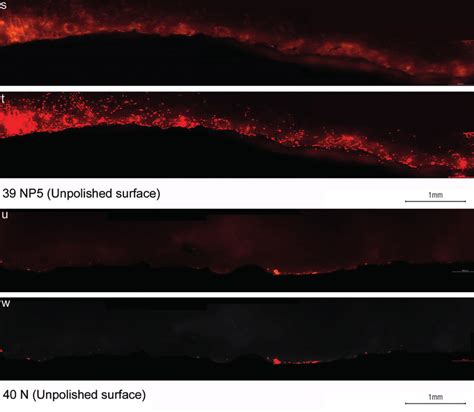 Fluorescent Staining Of Samples From Group B S U Treated Using