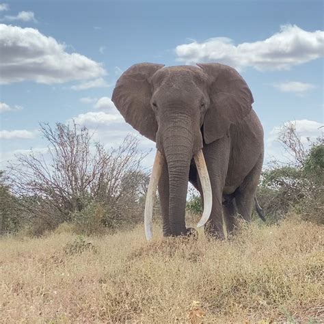 The Fattest Elephant In The World Driving A Tuk Tuk To Find One Of The