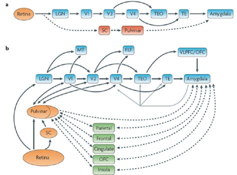 Visual Pathways A A Traditional Flowchart Of Visual Processing Download Scientific Diagram