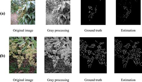 the ground truth density maps and estimated density maps of two test
