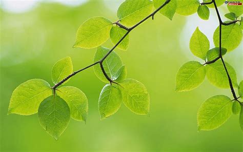 🔥 44 Spring Wallpapers Widescreen Hd Wallpapersafari