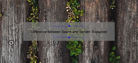 Difference Between Sperm And Semen Explained Sperm Blog