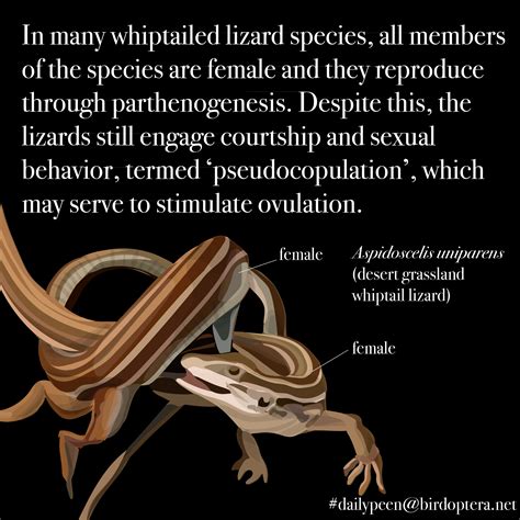 There Are Entire Species Of Lizard That Exist In A 100 Lesbian