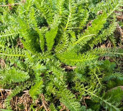 Young Green Leaves Of Yarrow On The Background Of Old Dry Grass In The
