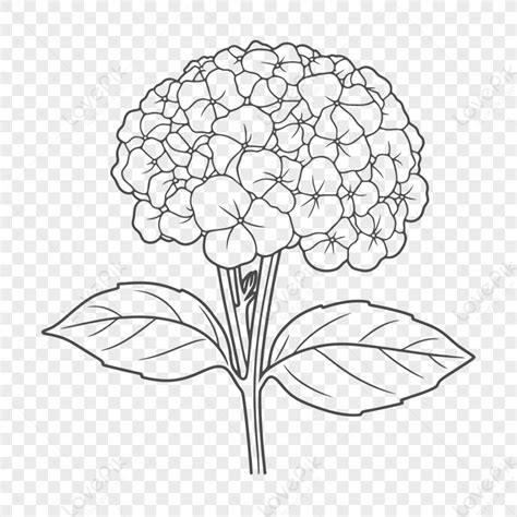 수국 꽃 색칠 페이지 신선한 수국 꽃 색칠 페이지 개요 스케치의 아름다운 그림 벡터두꺼운 선대칭 Png 일러스트 무료 다운로드 Lovepik