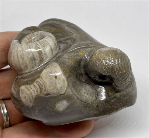 Coiled Nautiloids « Malahide Formation Fossil Database
