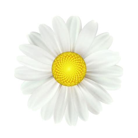 Flores De Primavera Margarita Aisladas Vector Premium