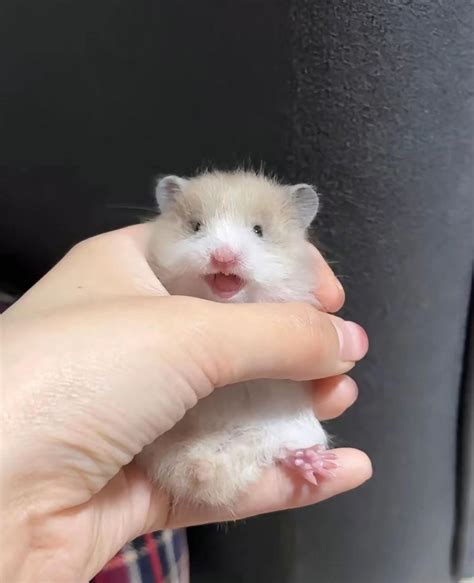 해연갤 아기햄스터 짤이라는데