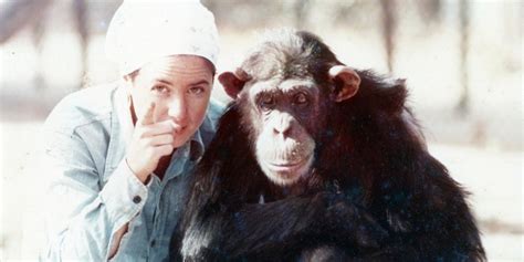 ‘lucy The Human Chimp Review Monkey Business Wsj