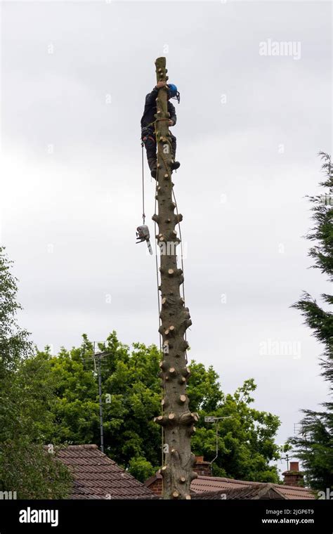 Tree Surgeon At Work 1 Of 5 Pics Trimming Branches Off Pine Tree Felling Top Section Then