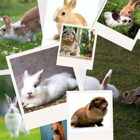 25 Common Rabbit Behaviors Bunny Body Language Guide
