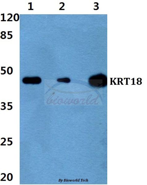 南京巴傲得生物科技有限公司