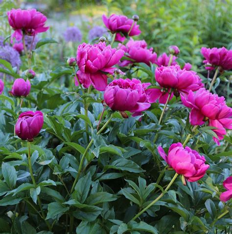 Blog Growing Peonies Peonies Garden Planting Peonies