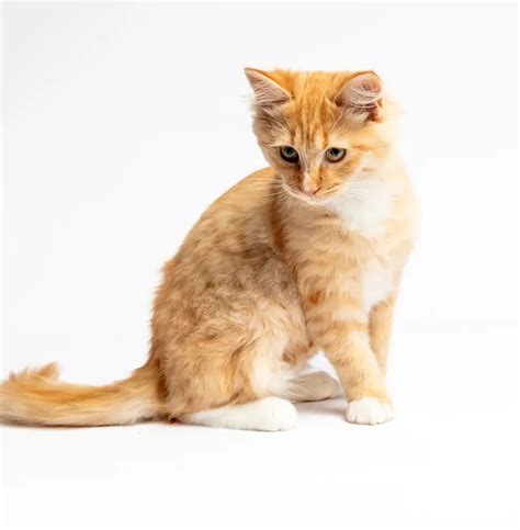 Community Desexing Program Cat Protection Society Of Victoria