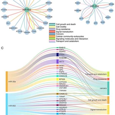 Exosome Mirna Validation And Sequencing A The Experimental Workflow