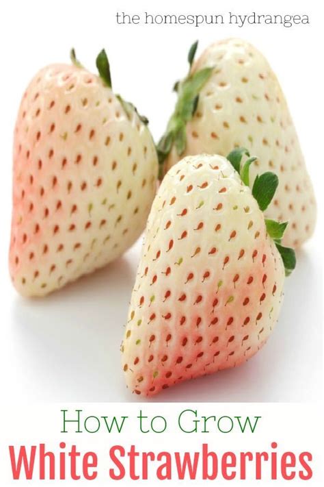 How To Grow White Strawberries Hula And Pineberries The Homespun