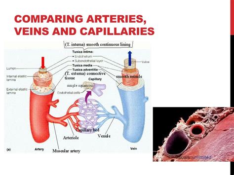Difference Between Arteries Veins Capillaries Arteries Capillaries And