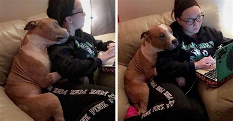 Woman Adopts A Pitbull And The Dog Cant Stop Hugging Her 9gag