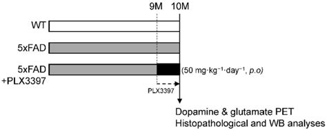 Inhibition Of Colony Stimulating Factor 1 Receptor By Plx3397 Prevents Amyloid Beta Pathology