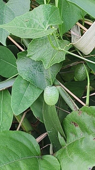 Smallest Cucumber Viralvideo Viralshorts Youtube