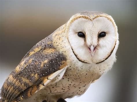 Leeupoort Se Nonnetjiesuil Leeupoort