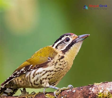 Speckled Piculet Picumnus Innominatus Is A Small ѕрeсіeѕ Woodpecker